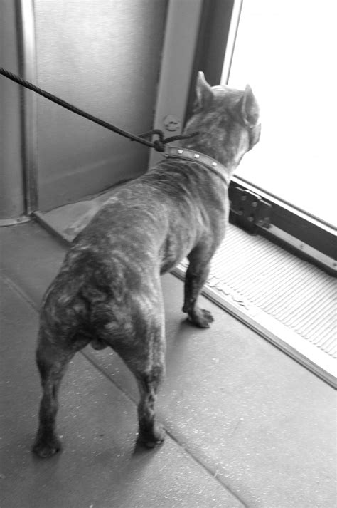 무료 이미지 검정색과 흰색 거리 도시의 후지 필름 검은 단색화 Bw 재즈 2012 년 X100 척골가 있는 스위스 테리어 몽트뢰