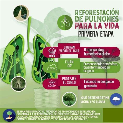 ¿por Qué Es Tan Importante Sembrar árboles