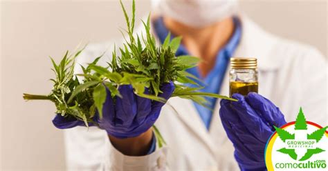 Municipalidad Entregará Medicamento De Cannabis A Pacientes Chilenos