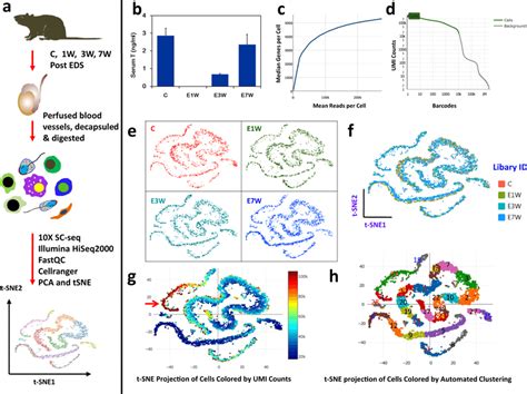 ScRNA Seq Analysis Of Rat Testicular Cells With And Without EDS Download Scientific Diagram