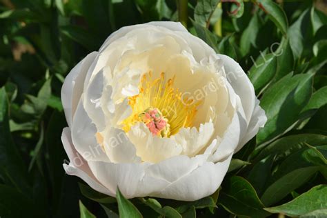 The Love Affair Peony Adelman Peony Gardens