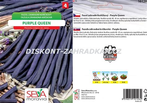 10126x Fazol Keř Purple Queen 20g Diskont Zahrádkář