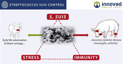Victor Alfonso Bernedo Valdivia On Linkedin Streptococcus Suis Is An Increasing Problem After