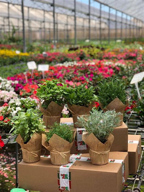 משתלת בן בן התבלינים המהממים שלנו בכל יום יוצאים כמתנות Facebook