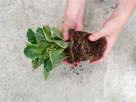 The Easy Way To Loosen Compacted Soil In Houseplants A Potted Life