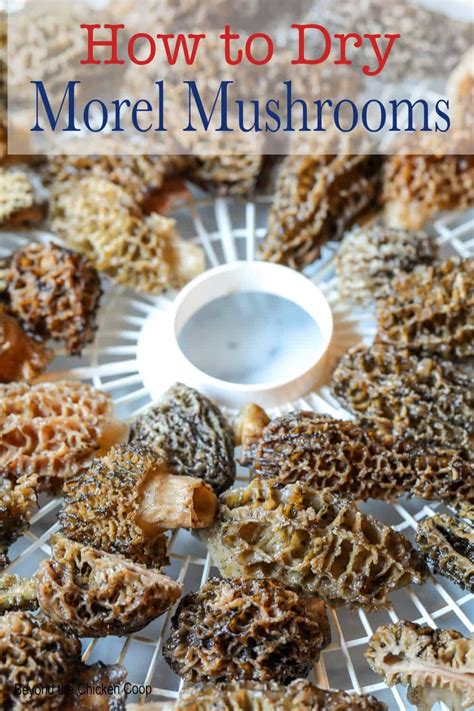 Drying Morel Mushrooms Artofit