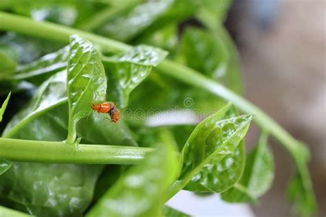 Insect Mating Season Insect Reproduction Green Potato Leaves Sex Of