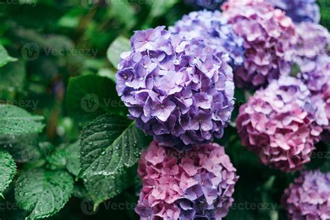 Purple Hydrangea Macrophylla A Species Of Flowering Plant In The