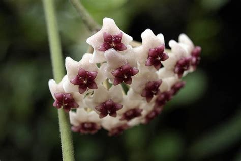 29 Of The Most Fabulous Types Of Hoya Gardeners Path Hoya Plants