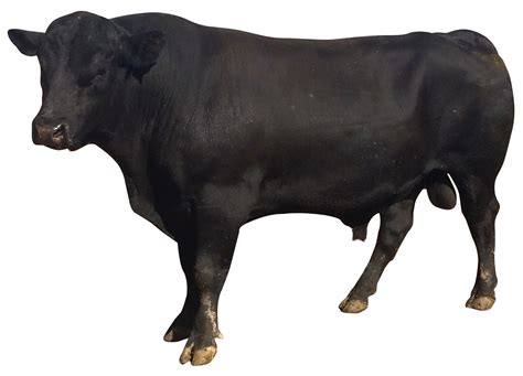 Download Bull Png Image For Free