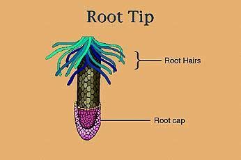 Root Cap Education Roots Hair Educational Resources