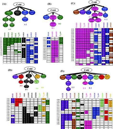 Putative Genetic Networks Multi Locus Structures Underlying Cold