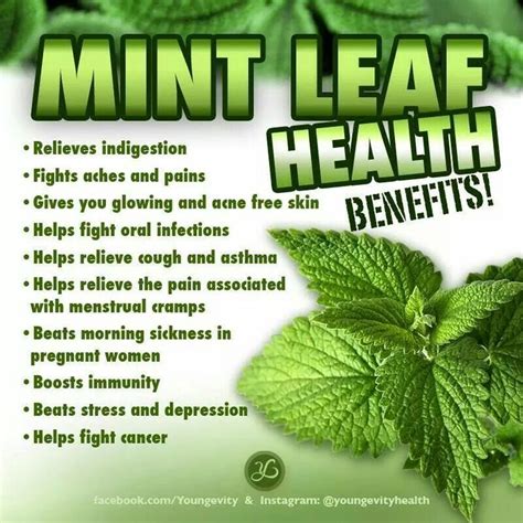 Mint Nutritional Benefits