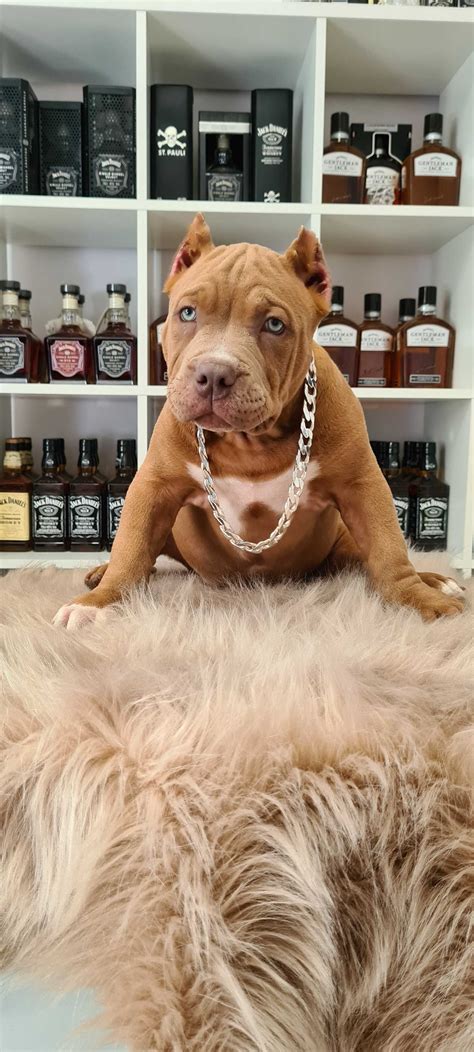 American Bully Abkc Wałbrzych • Olx Pl