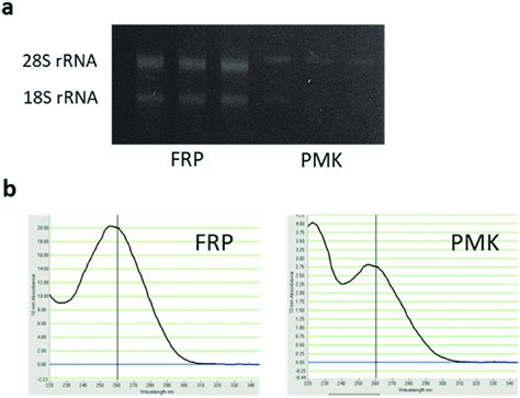 Quality And Purity Of Total RNA Isolated From Pot Grown Soybean Roots Download Scientific