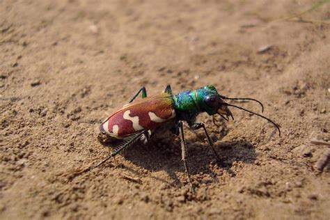 Топ 10 самых быстрых насекомых