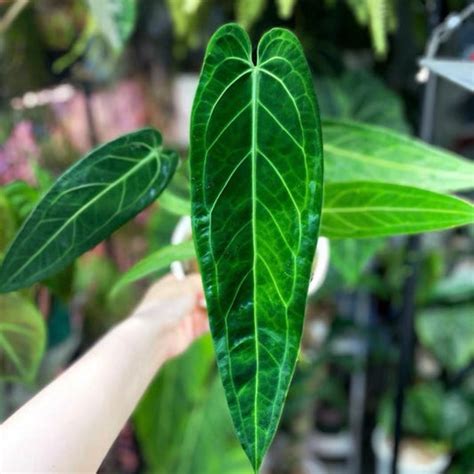 花燭 森流 奇異植物、爬蟲、水族 Greenflow Exotic Pets And Plants