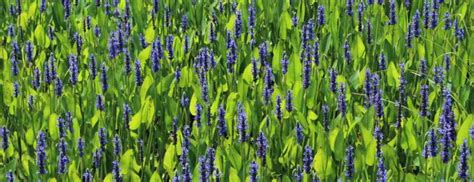 130 Wild Edible Plants For Foraging The Homestead Survival