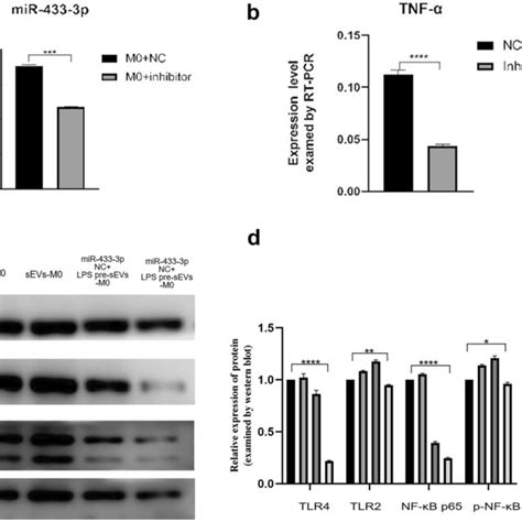Tlr2tlr4nf κb P65 Pathway Was Involved In The Macrophage M1