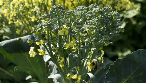 Bolting Broccoli What It Means And Tips To Delay Flowering