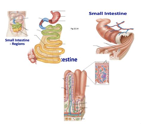 Small Intestine Diagram Quizlet