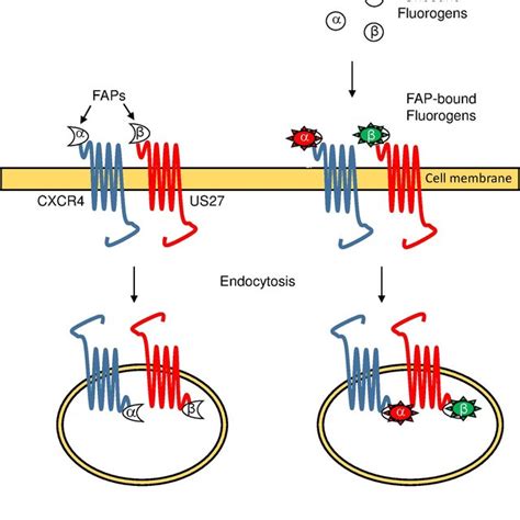 Potential Roles For Cxcr4 In Breast Cancer Notes Breast Tumor Cells