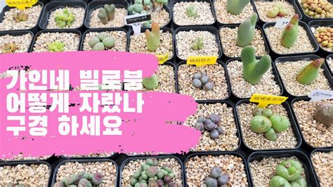 24년 4윌12일 오전10시 실방 가인네리톱스 코노초보님들 어서오세요 코노키우기 YouTube