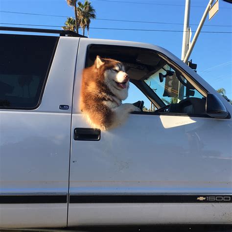 Hes Got More Class Than Your Average Boy Rrarepuppers