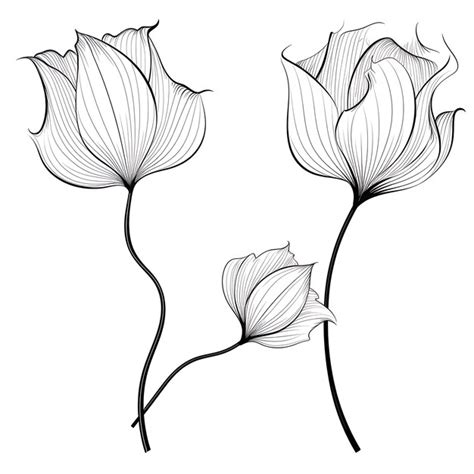Folha de tulipa desenhada à mão cores pretas em fundo branco contorno minimalista simples Foto