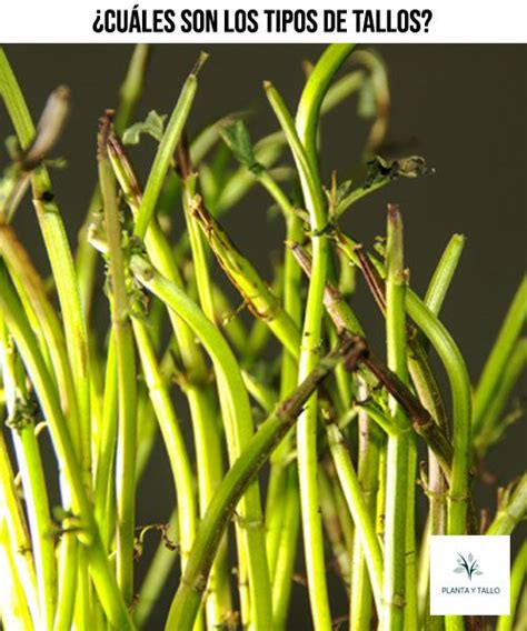 ¿cuáles Son Los Tipos De Tallos De Plantas