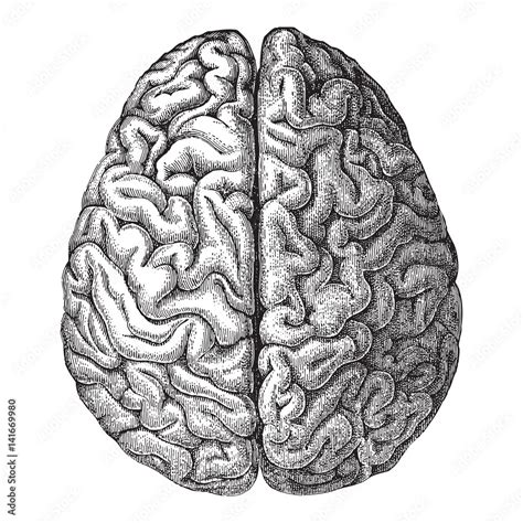 Human Brain Vintage Illustration Stock Vector Adobe Stock