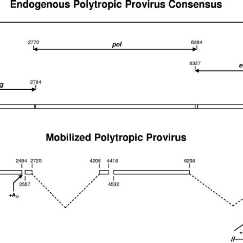Structure Of An Nfsn Polytropic Provirus Transferred To Fre Cells And