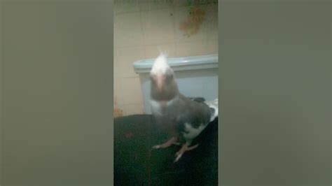 Feliz Natal Calopisitas Youtube