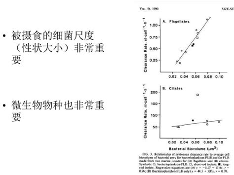 Part 7 Microbial Loop And Virusppt Part 7 Microbial Loop And Virusppt
