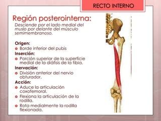 Músculos Del Muslo Pptx