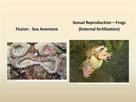 Ch 46 Warm Up What Is The Advantage Of Sex Vs Asex Ual Reproduction