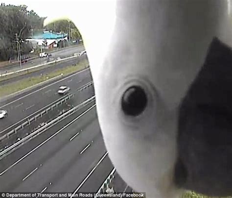 Cockatoo Just Checking In Memes Imgflip