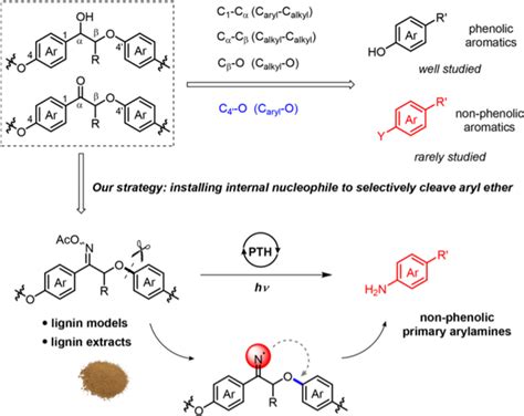 Cleavage Of Different Bonds In A Lignin β O 4′ Model Compound And