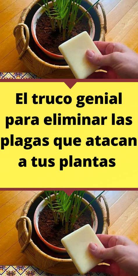 El Truco Genial Para Eliminar Las Plagas Que Atacan A Tus Plantas