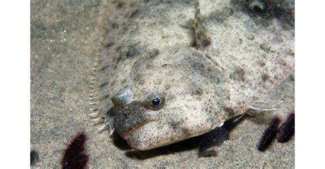 Halibut A Z Animals