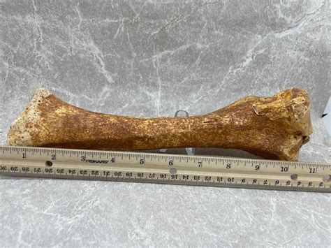 Cave Bear Tibia