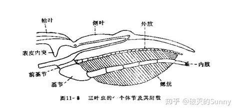 研究发现早寒武世澄江生物群节肢动物腿肢新结构，具有哪些意义？ 知乎