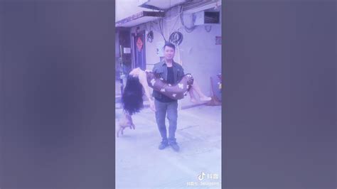 宠物狗也对昏迷公主抱感兴趣 Youtube