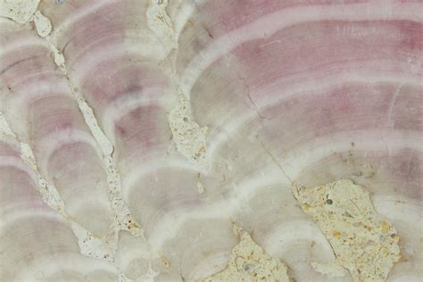 37 Polished Jurassic Fossil Sponge Solenopora England 130193