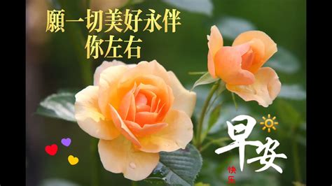 早安祝福语 早安图片 轻松音乐 玫瑰花集 Good Morning Wishes happy music rose YouTube