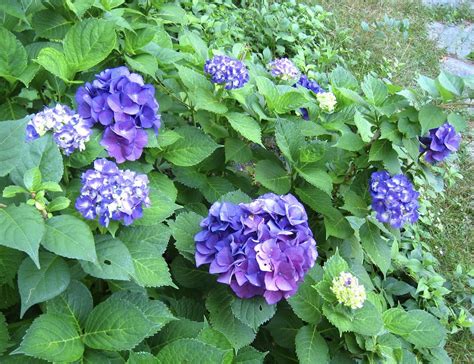 Hydrangea At Different Stages In Their Cycle For The Monta