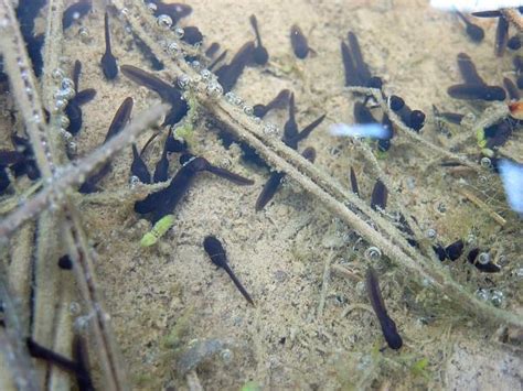 Prof Dr Dan Cogalniceanu Hateg