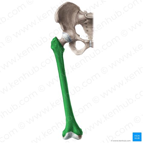 Fêmur Anatomia Trocânter Maior Cabeça Kenhub