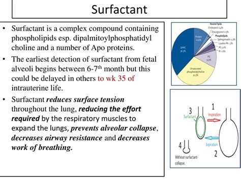 Ppt Respiratory Physiology Powerpoint Presentation Free Download Id 9086170