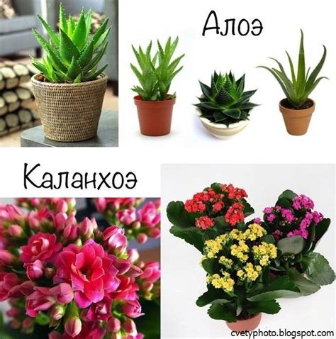 Неприхотливые Комнатные Цветы Цветущие Фото И Название